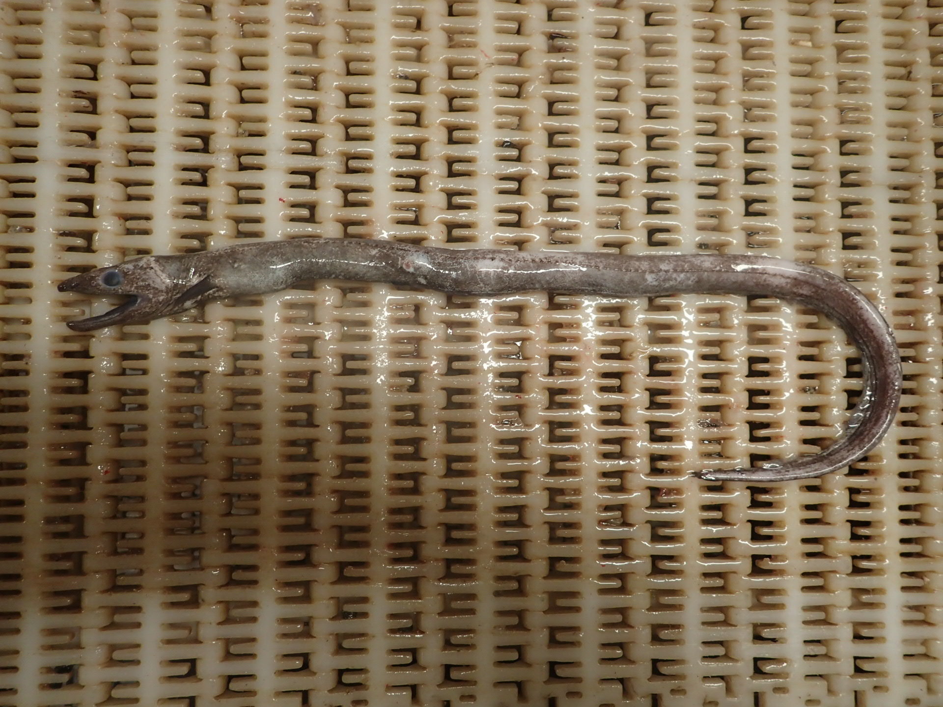 Synaphobranchidae