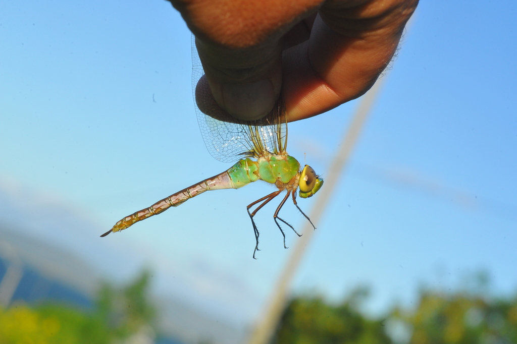 Common Green Darner (Dragon And Damselflies Of GTMO) · iNaturalist