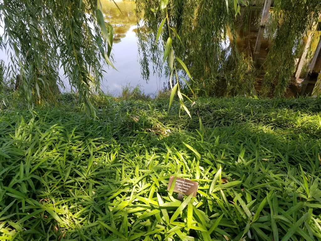 Pygmy Bamboo (Invasive Plants of Maryland) · iNaturalist