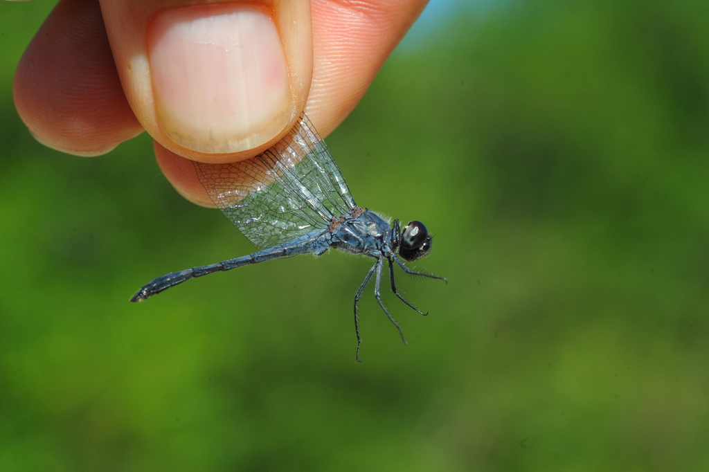 Seaside Dragonlet (Dragon And Damselflies Of GTMO) · iNaturalist
