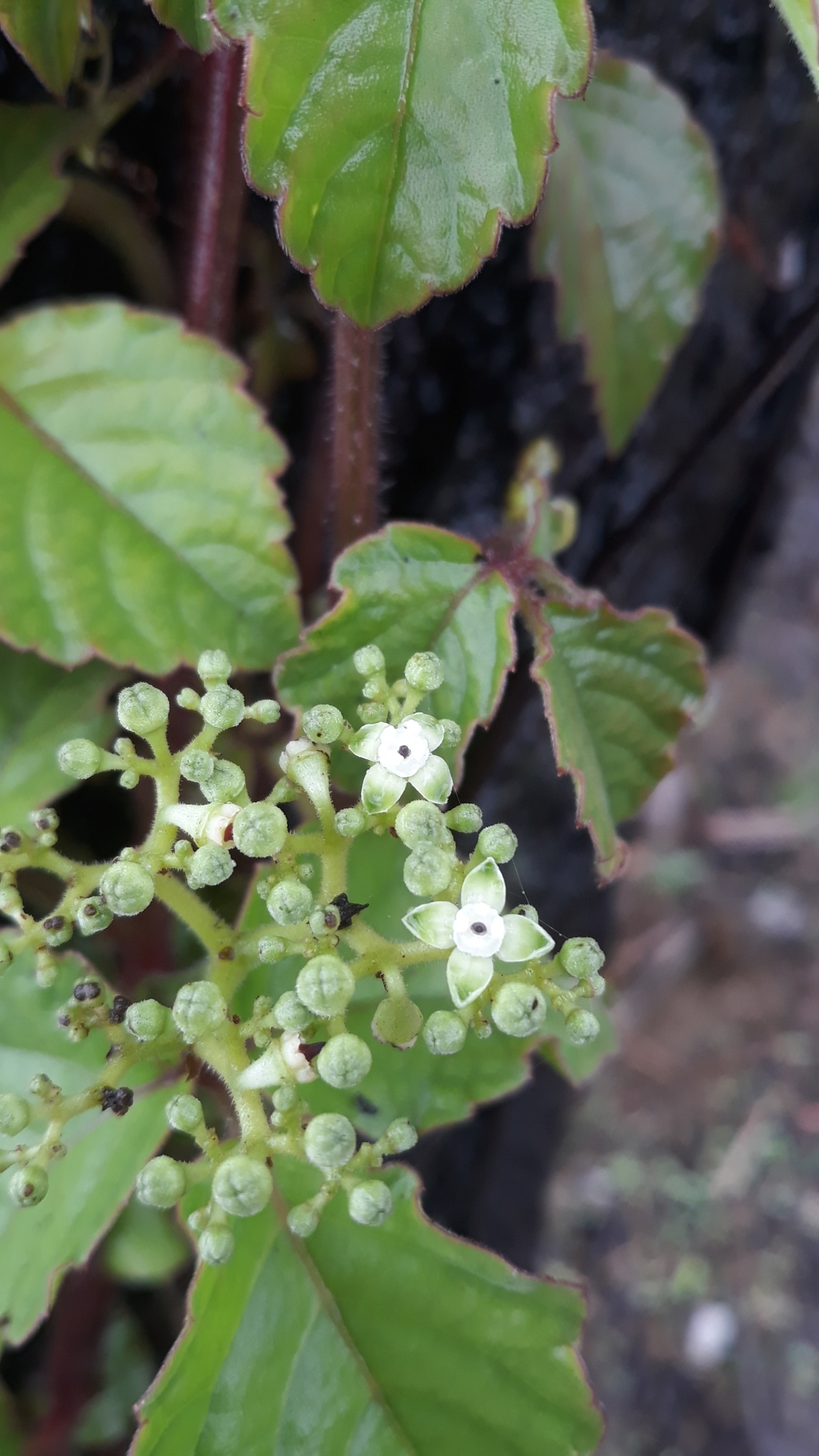 Causonis trifolia (L.) Mabb. & J.Wen