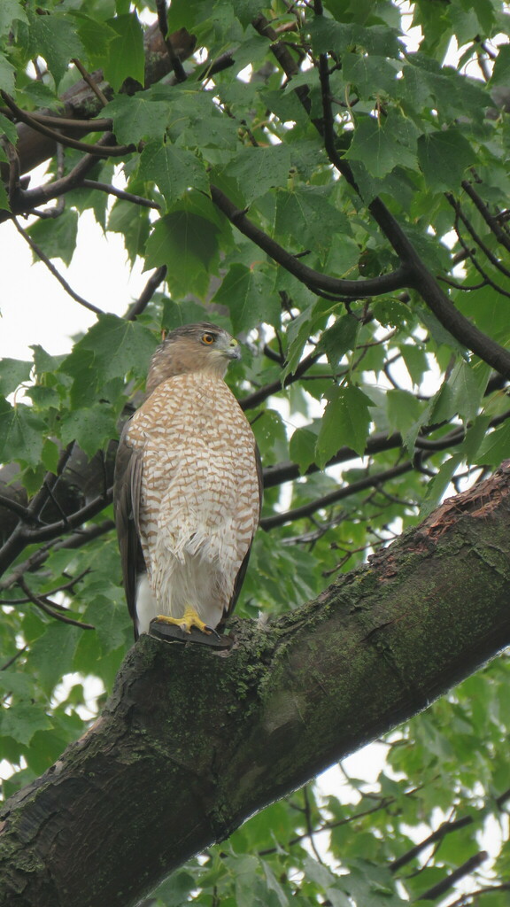 Cooper's Hawk from Centretown, Ottawa, ON, Canada on September 8, 2021 ...