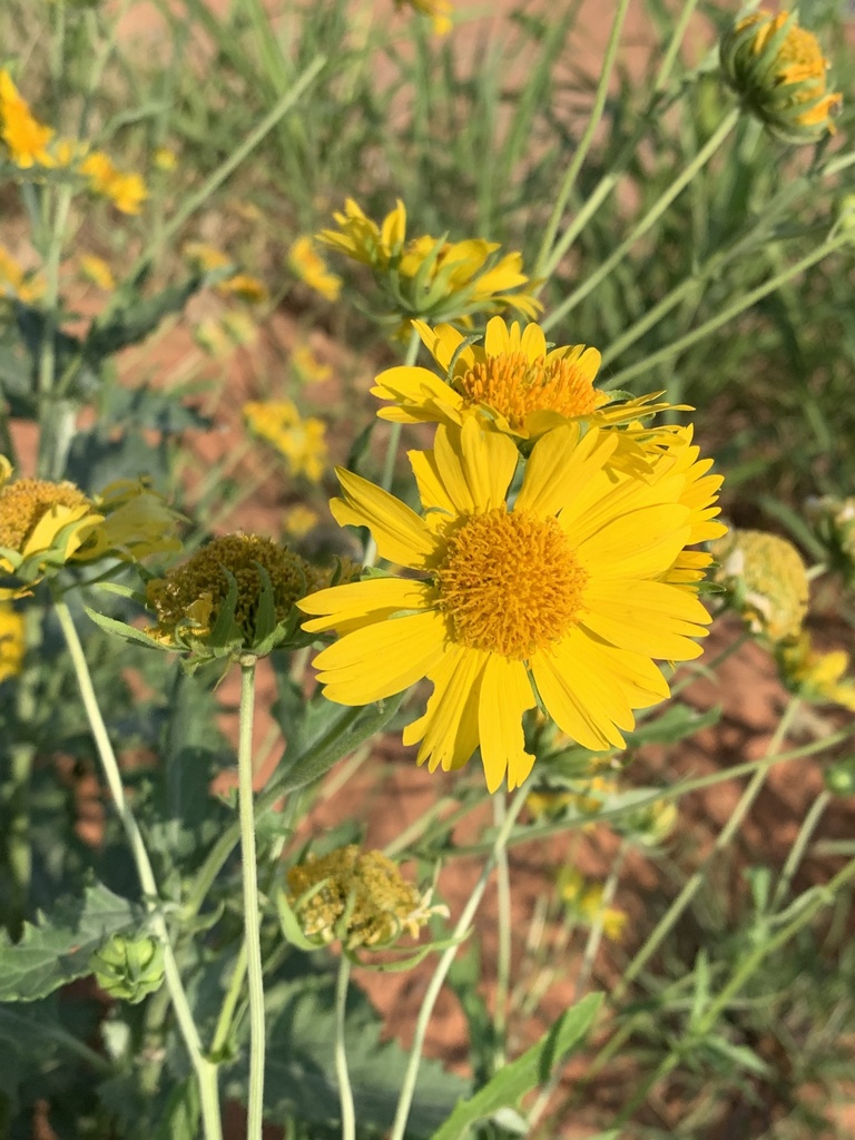 cowpen daisy from E Lake Stanley Draper Dr, Oklahoma City, OK, US on ...