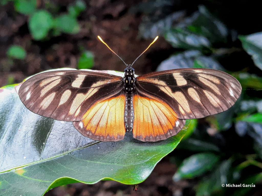 Eueides procula edias from Baraya, Huila, Colombia on July 6, 2022 at ...