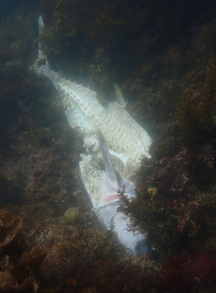 Pacific Bluefin Tuna in June 2022 by passiflora4. Carcass. · iNaturalist