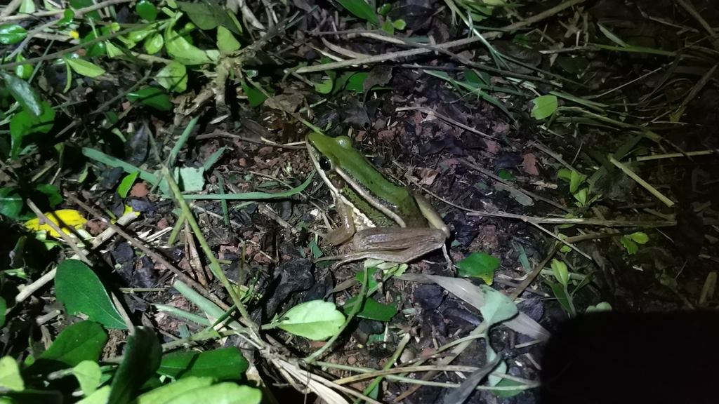 Green Paddy Frog from Ban Phue, Ban Phue District, Udon Thani 41160 ...