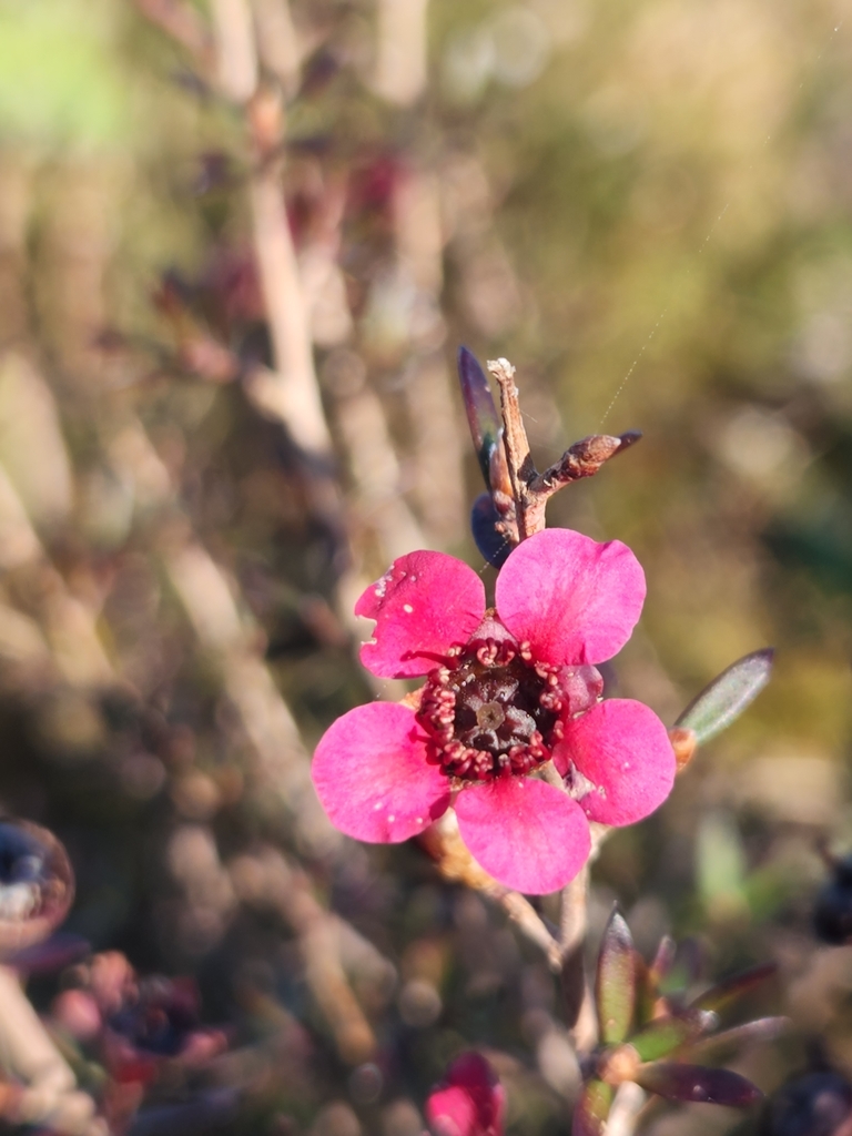 Manuka from Betty's Bay, 7141, South Africa on July 6, 2022 at 11:14 AM ...