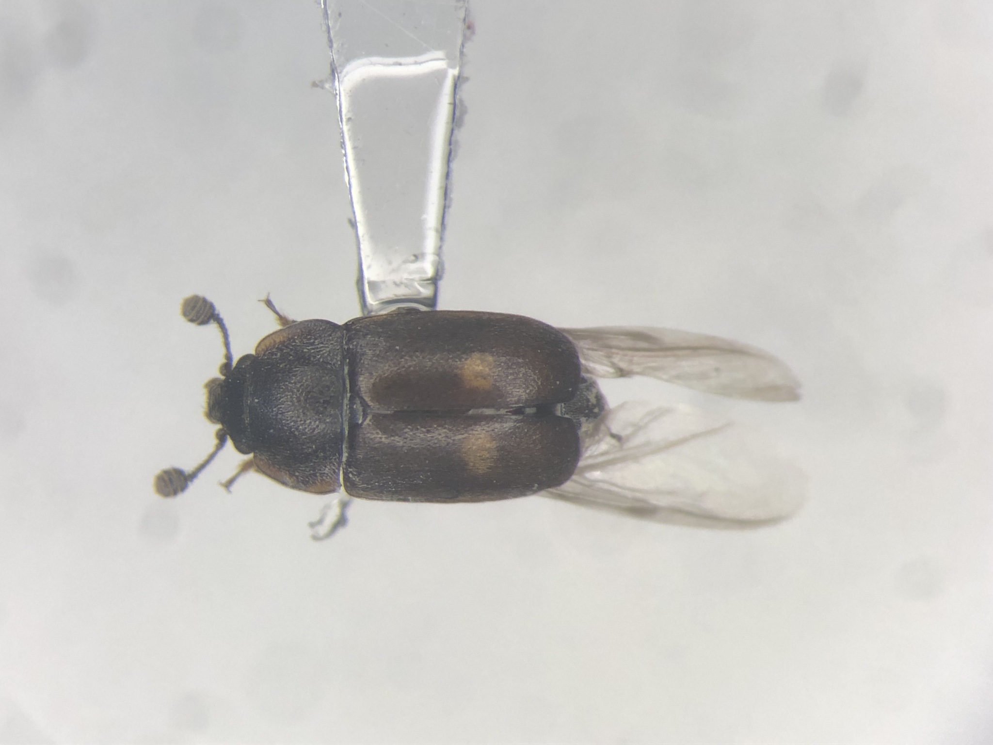 Nitidula bipunctata (Linnaeus, 1758)