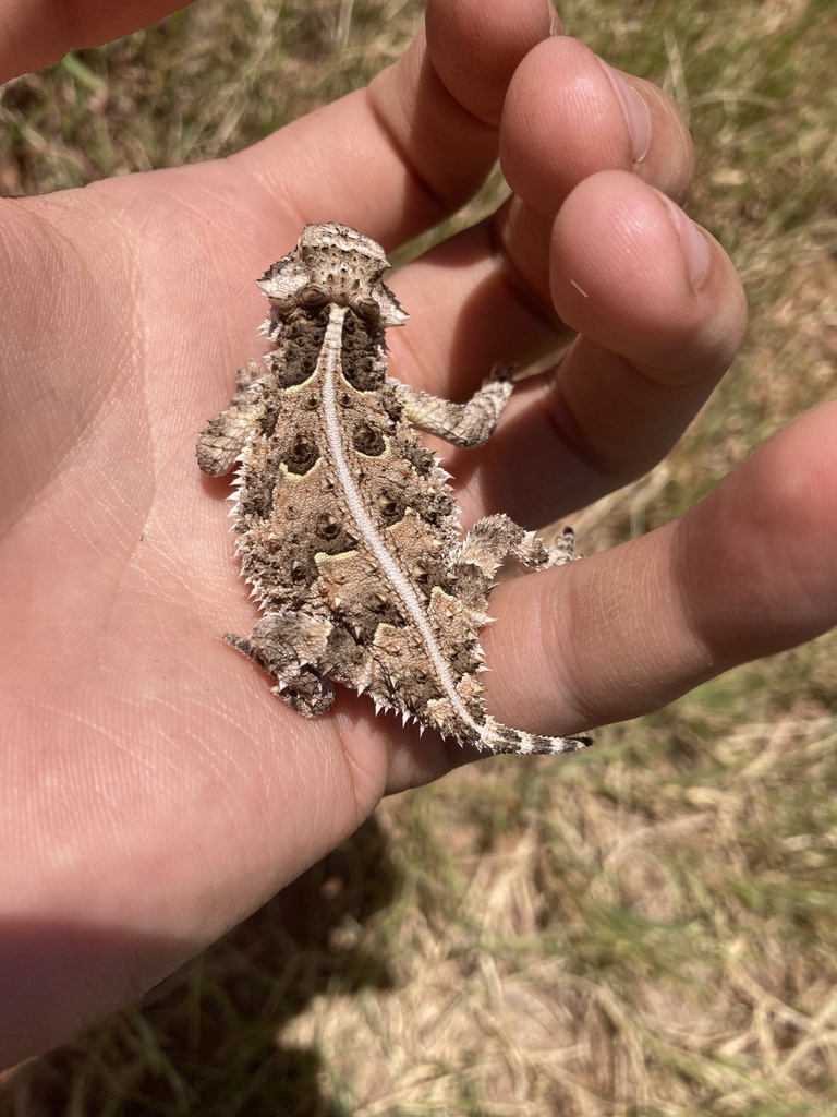 Texas Horned Lizard in June 2022 by walkerjones · iNaturalist