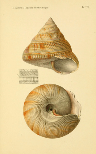 Slit Snails (Pleurotomariidae)