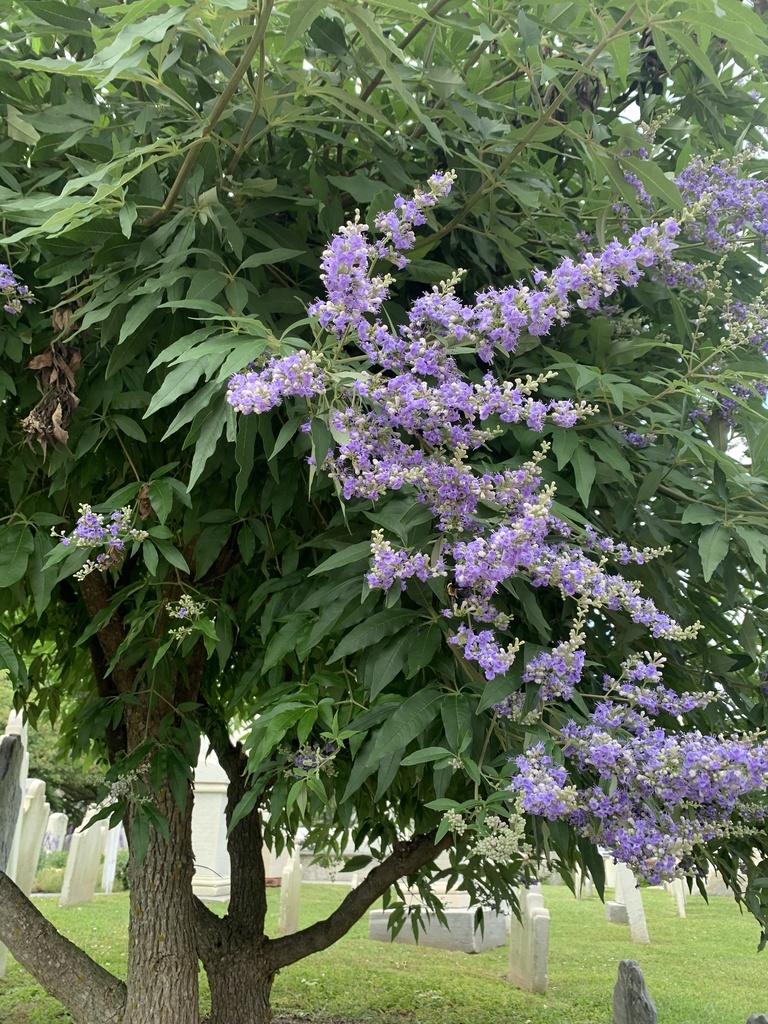 Lilac chaste tree from W Market St, Lewes, DE, US on July 6, 2022 at 03 ...