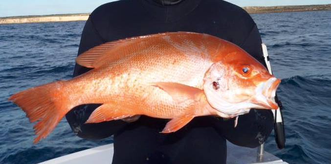 Crimson Snapper from Bernier Island WA 6701, Australia on August 7 ...