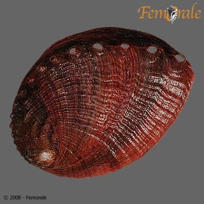 Subspecies Haliotis discus discus · iNaturalist