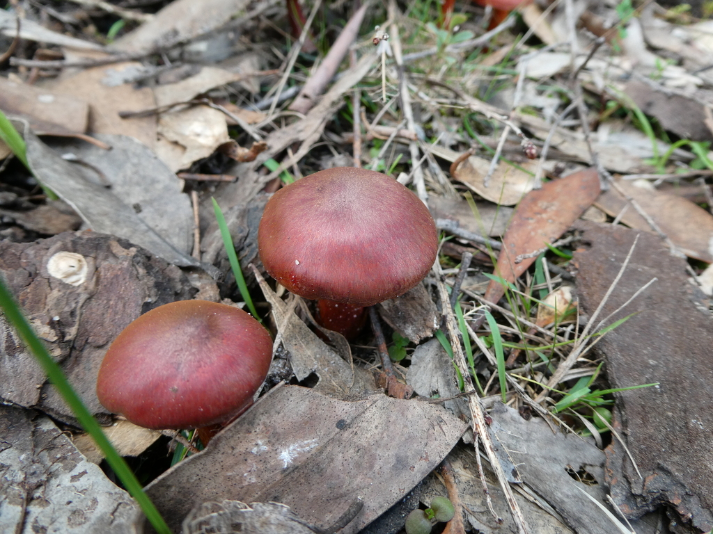 bloodred webcap from Kangarilla SA 5157, Australia on July 4, 2022 at ...