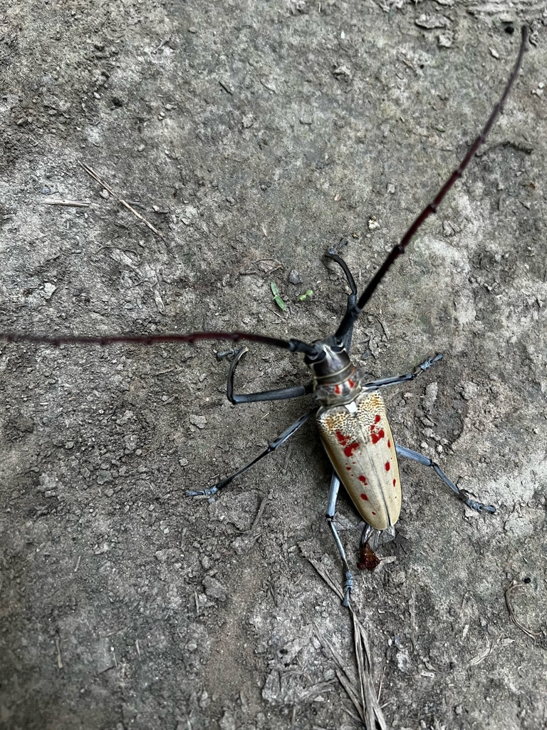 Mango-tree Longicorn Borer from Narayani, NP on April 11, 2022 at 05:58 ...