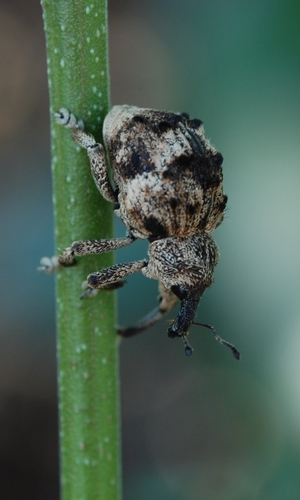 Desmidophorus crassus · iNaturalist