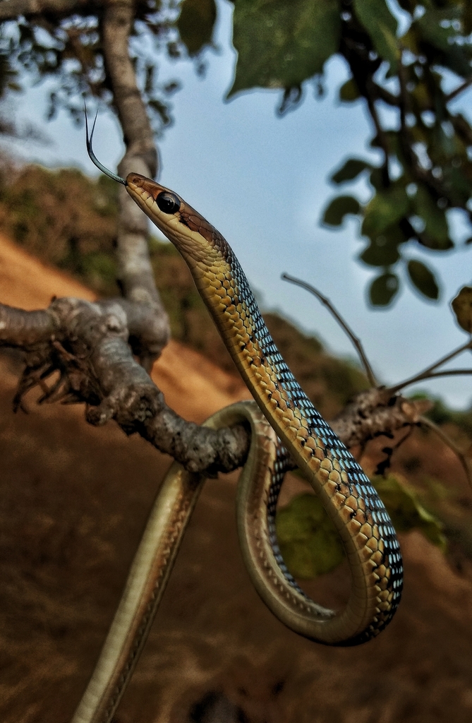 Common Bronzeback Tree Snake (Dendrelaphis tristis) - Snakes and Lizards
