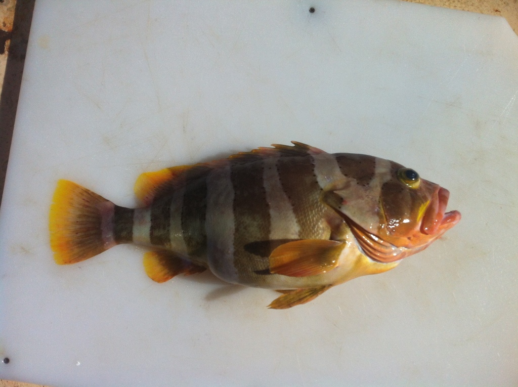 Banded Grouper (Epinephelus amblycephalus) - Marine Life Identification