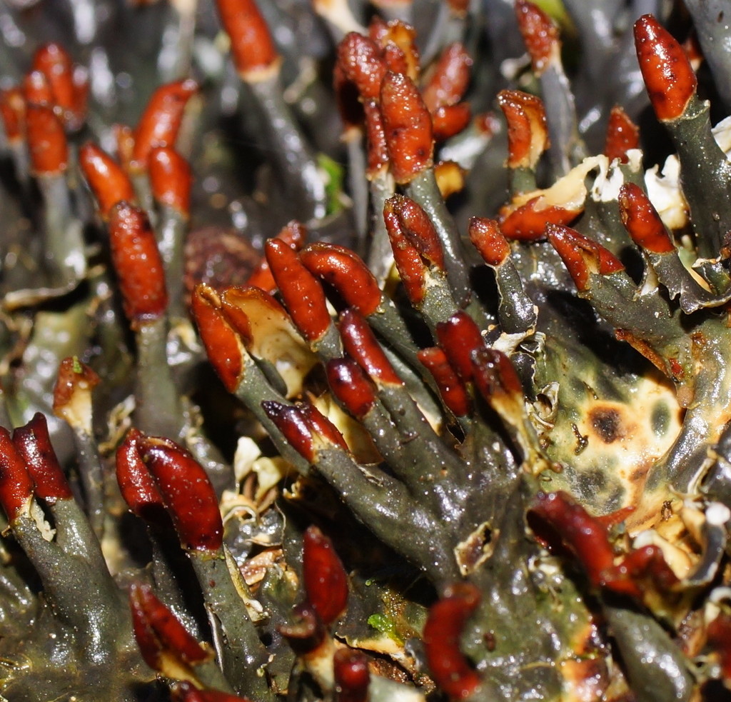 Longroot Pelt Lichen from Balook VIC 3971, Australia on July 11, 2018 ...