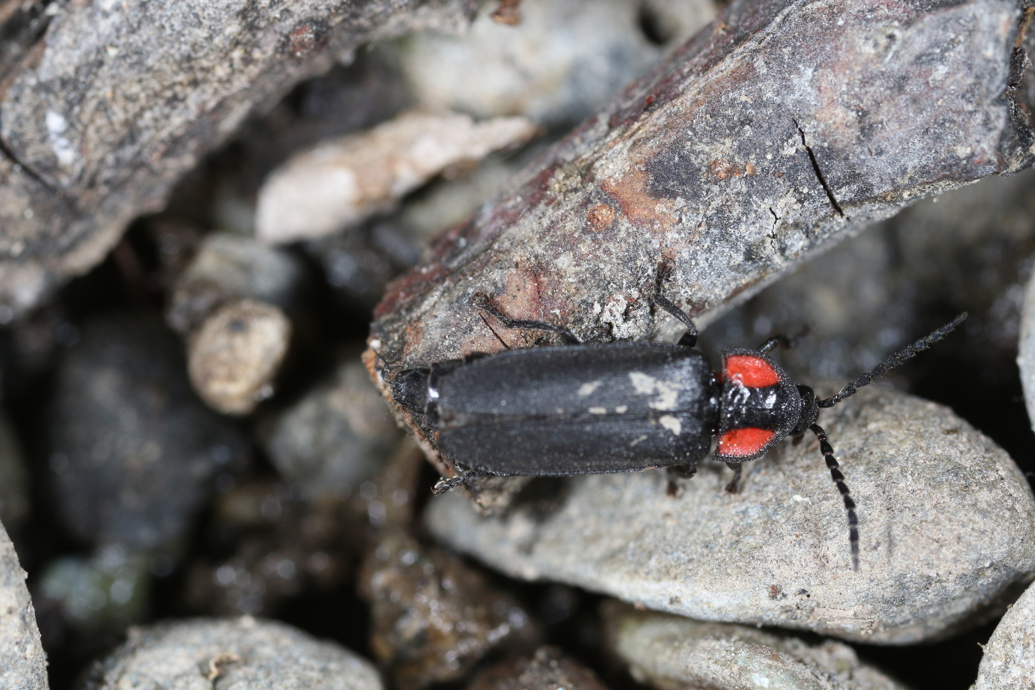 Pyropyga nigricans (Say, 1823)