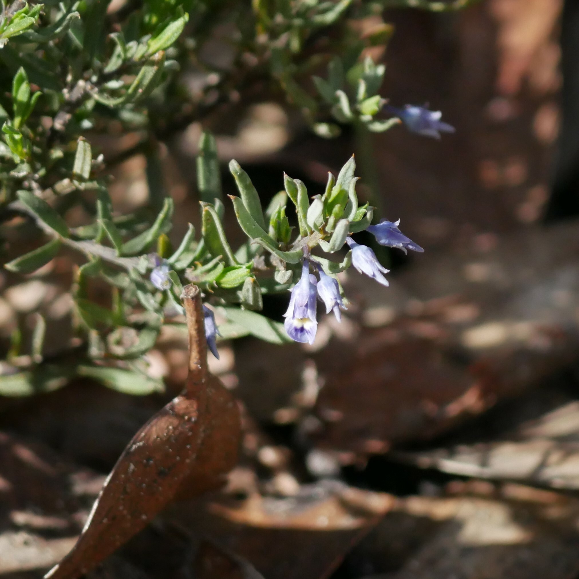 Pigea floribunda (Lindl.) Lindl.