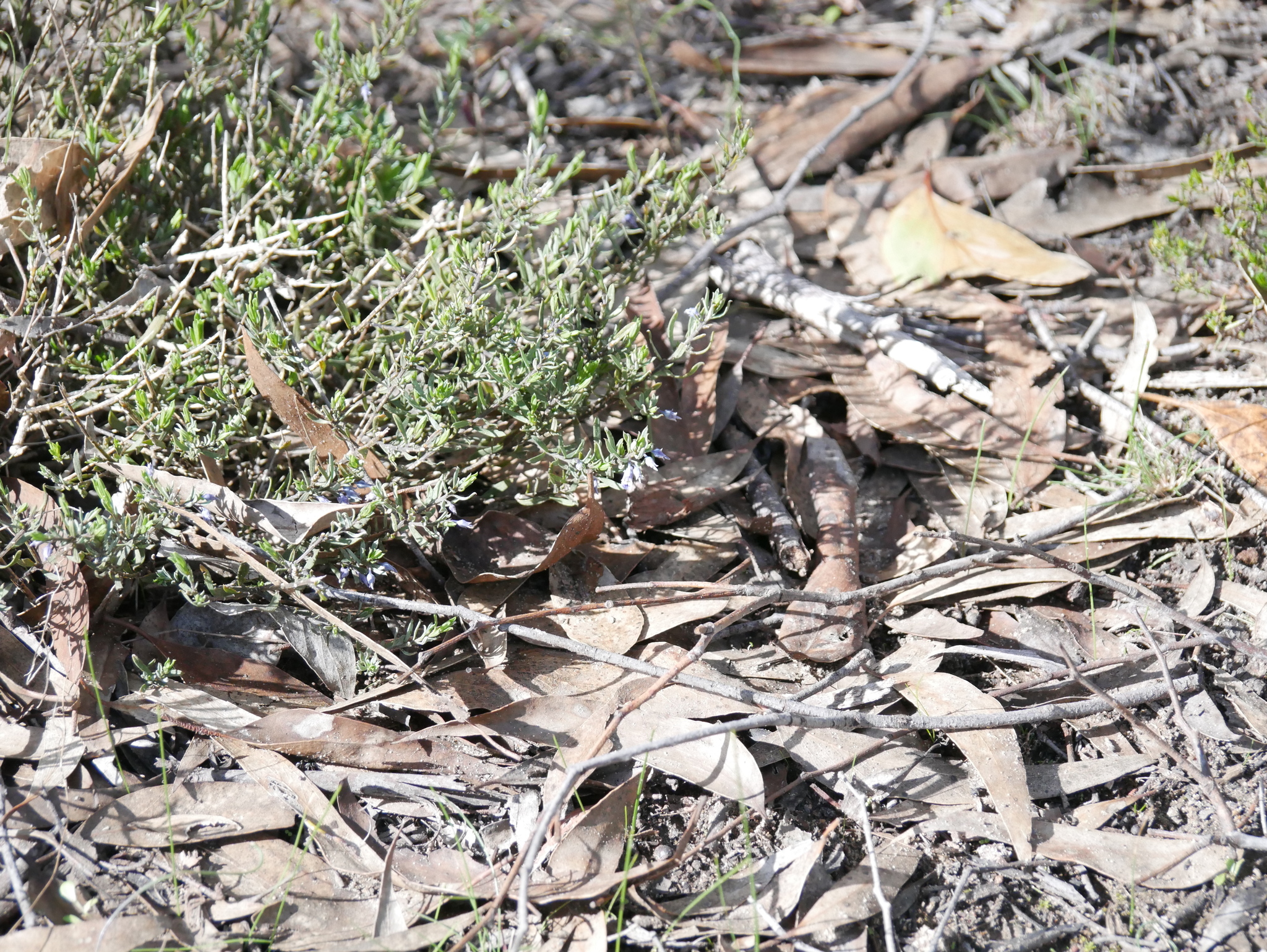 Pigea floribunda (Lindl.) Lindl.