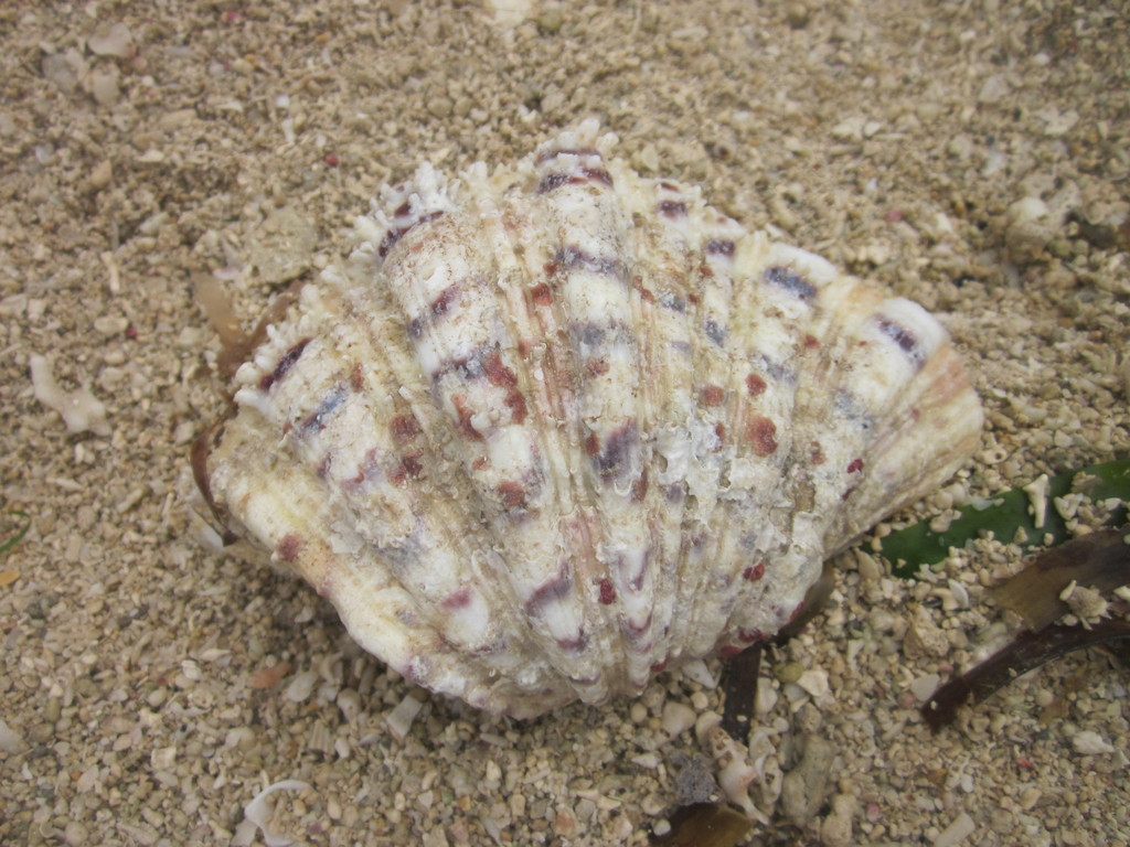 Bear Paw Clam in June 2018 by Liselle Santos. 127mm in length · iNaturalist