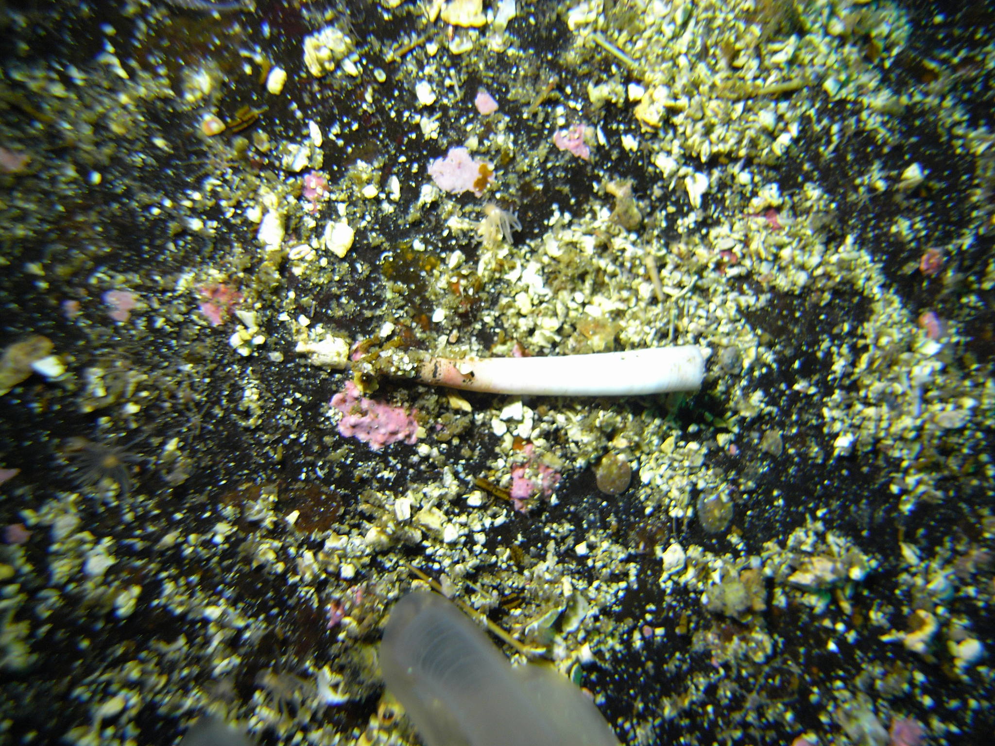 Antalis entalis (Linnaeus, 1758)