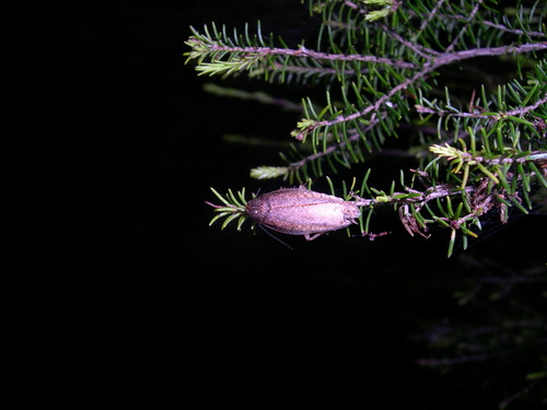 Rhabdoblatta parva · NaturaLista Colombia