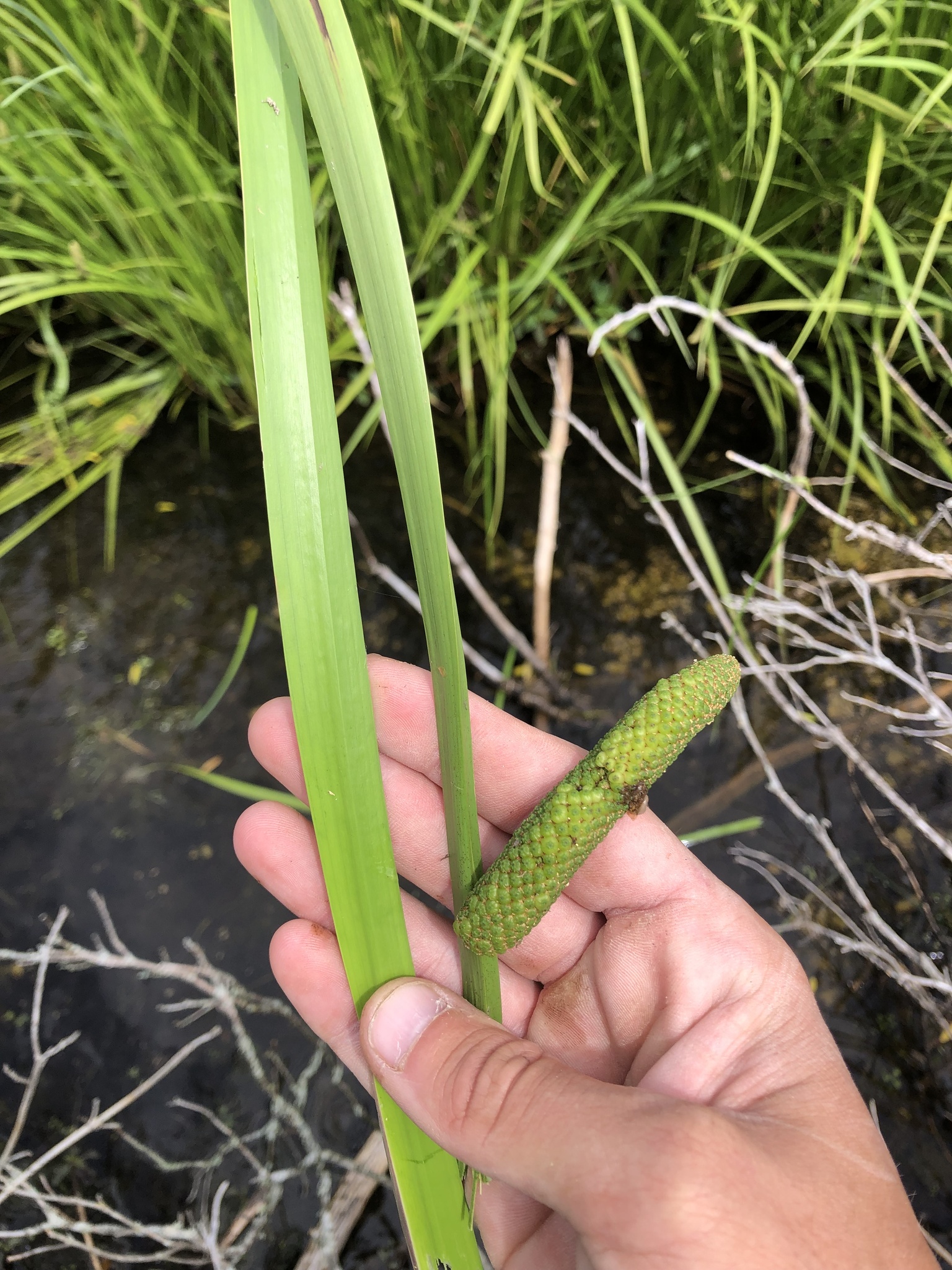 Acorus americanus (Raf.) Raf.