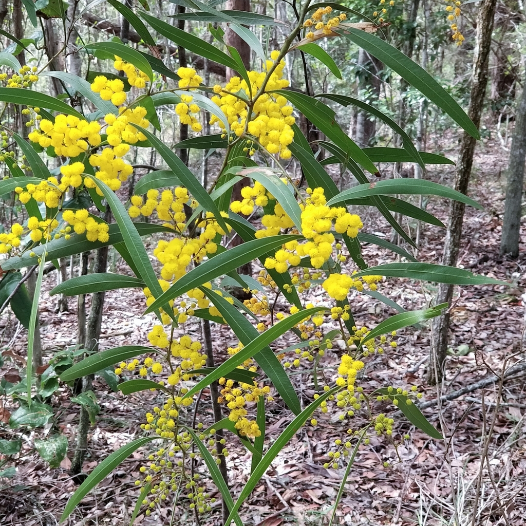 zig-zag wattle (Logan Non-native and Non-endemic Wattles) · iNaturalist