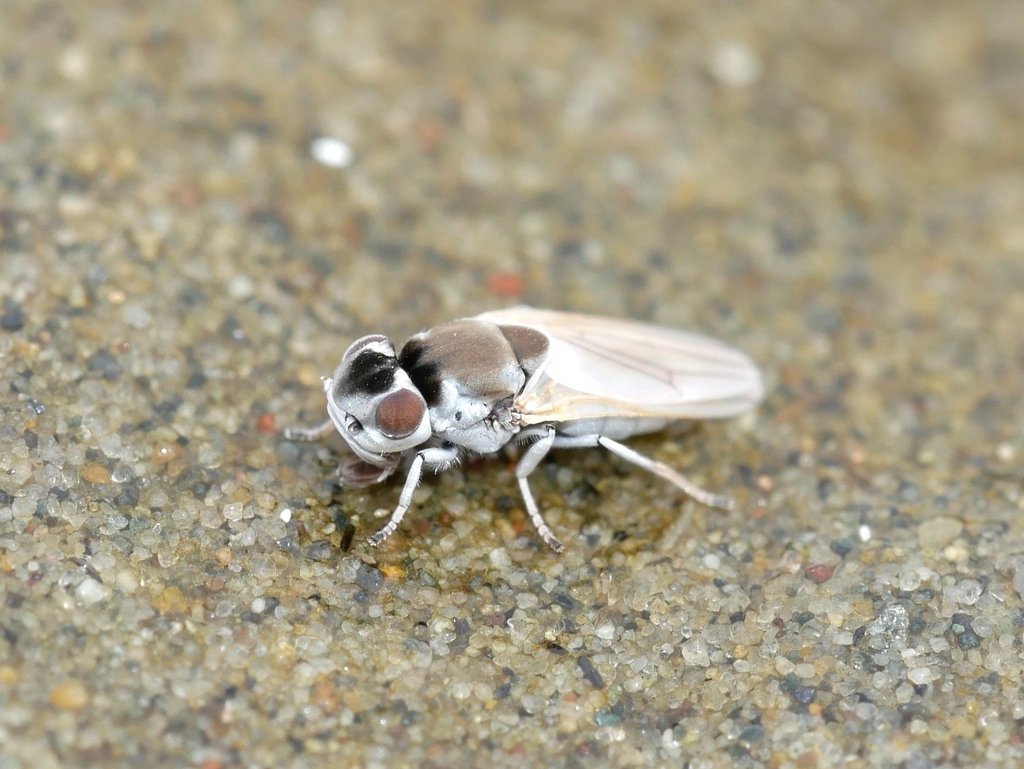 Lipochaeta ranica from Location: 37.764147, -122.274248 on July 06, 2022 at 12:15 PM by Toby ...