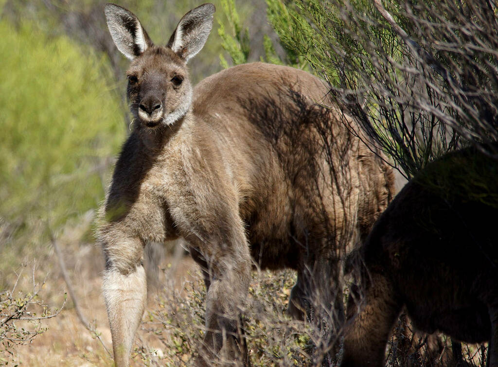 Grey Kangaroos (Macropus) - Know Your Mammals