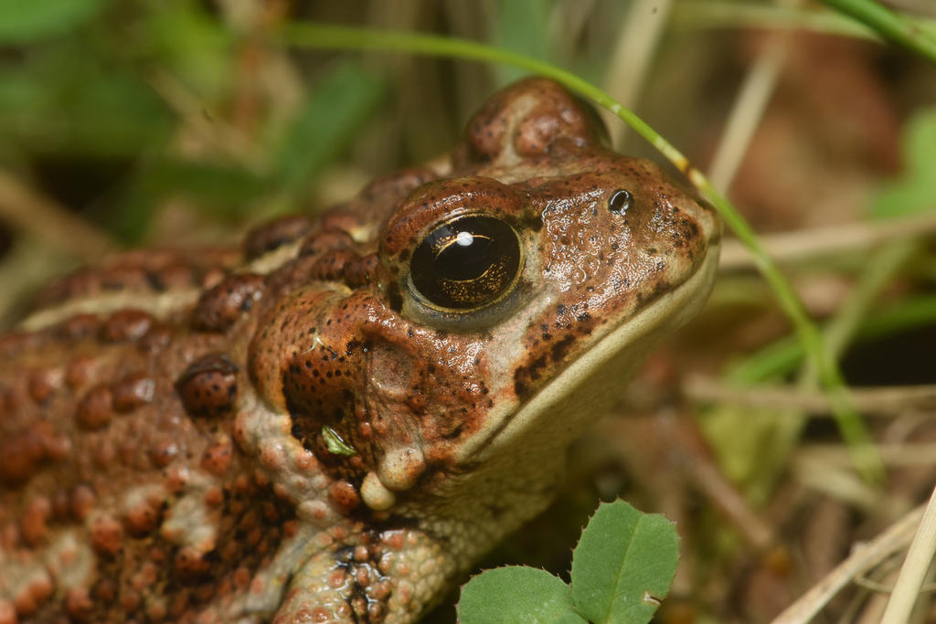 Western Toad from Central Coast, BC, Canada on June 19, 2022 at 01:09 ...