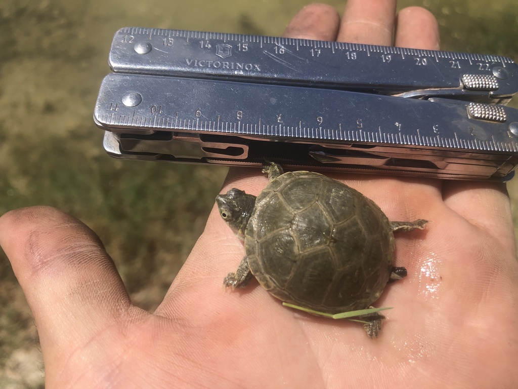 Yellow Mud Turtle from Janos, CHIH, MX on July 06, 2022 at 10:53 AM by ...