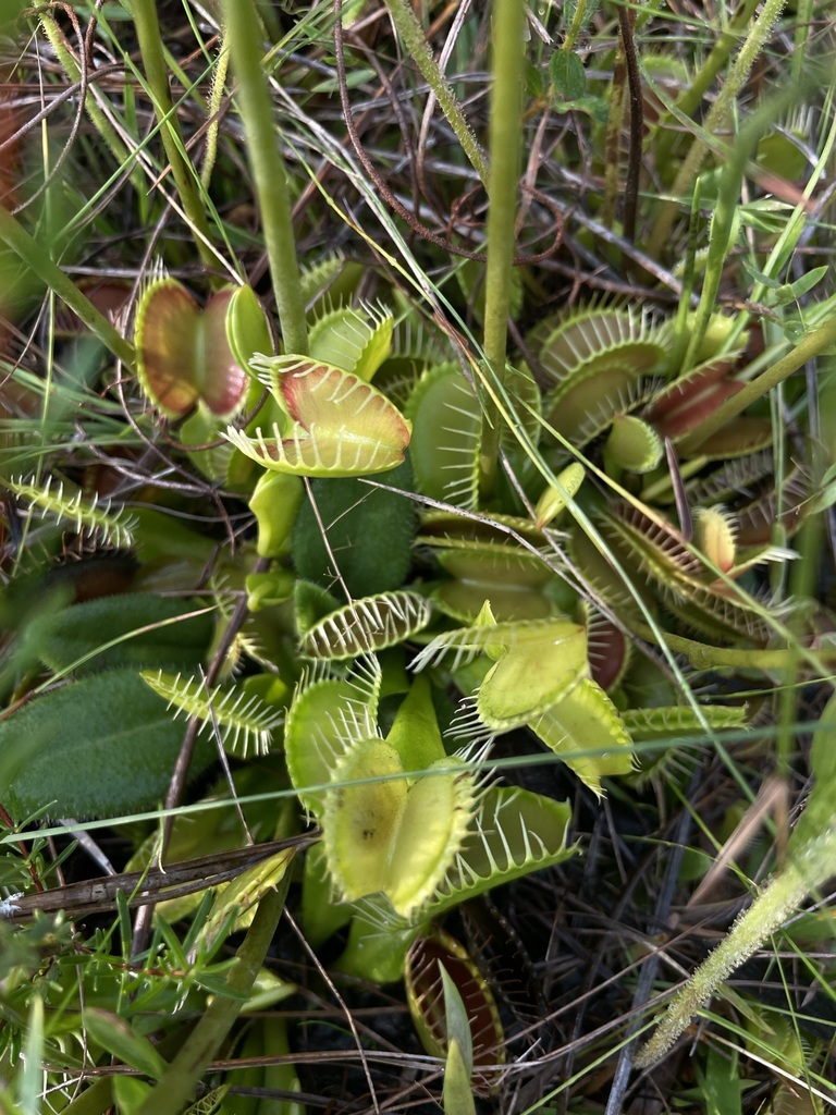 Venus flytrap in June 2022 by jasiminalinkutifolia · iNaturalist