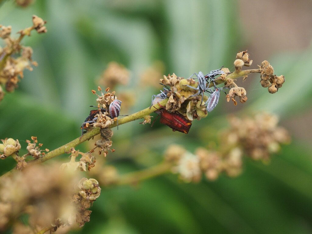 Lychee Stink Bug from 台灣南投縣 on April 21, 2018 at 11:40 AM by Hong ...