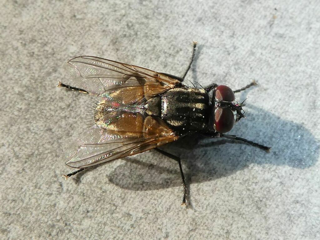 Common House Fly from Dalmeny NSW 2546, Australia on May 31, 2022 at 12 ...