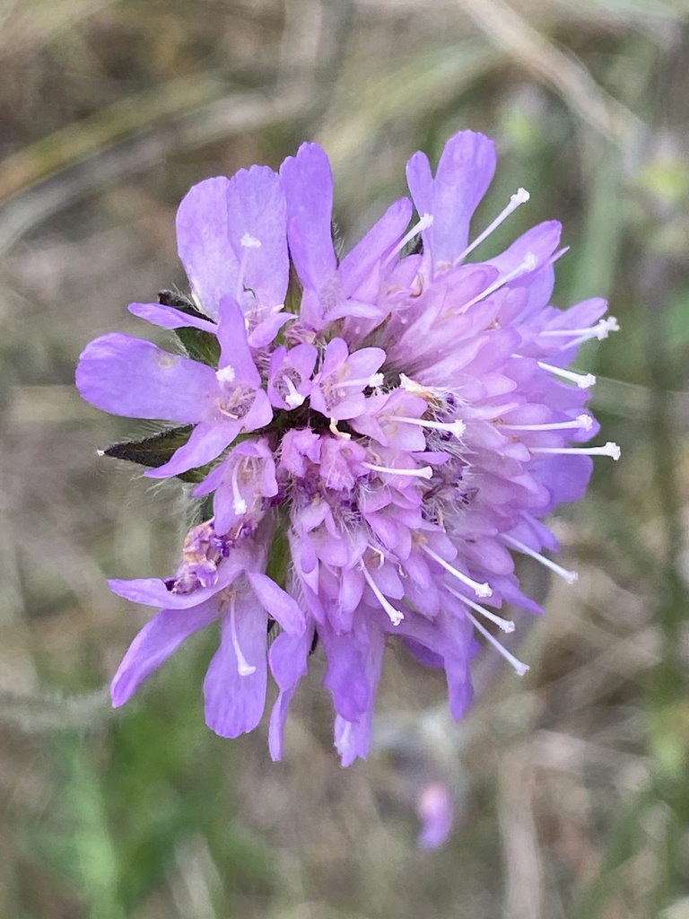 Field Scabious from Vendsyssel-Thy, Skagen, Region Nordjylland, DK on ...