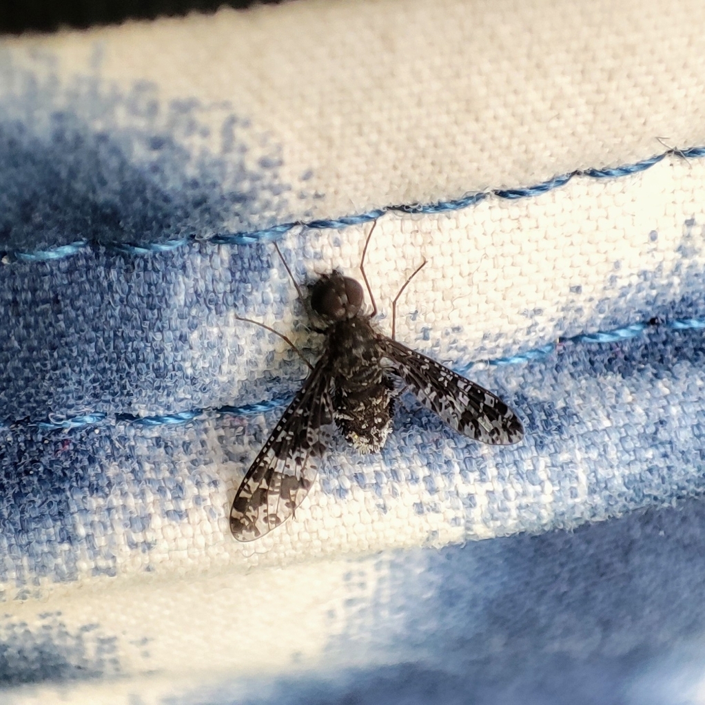 Spotted Bee Fly from Waterton Park, AB T0K 2M0, Canada on July 2, 2022 ...