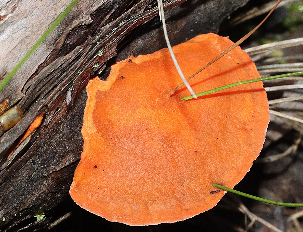 Southern Cinnabar Polypore from Monbulk VIC 3793, Australia on July 05 ...