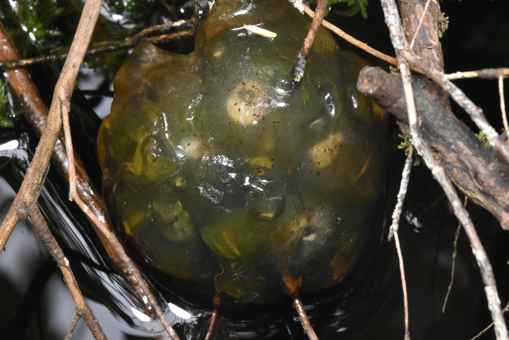 Northwestern Salamander in June 2022 by Braden J. Judson. Probably dead ...