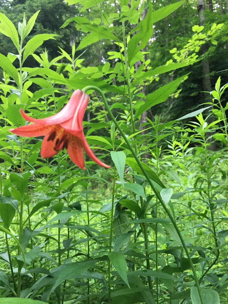 Canada lily from Monongahela National Forest, Harman, WV, US on July 05 ...