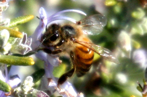 Western Honey Bee from Tempe, Arizona on February 17, 2008 by msr ...