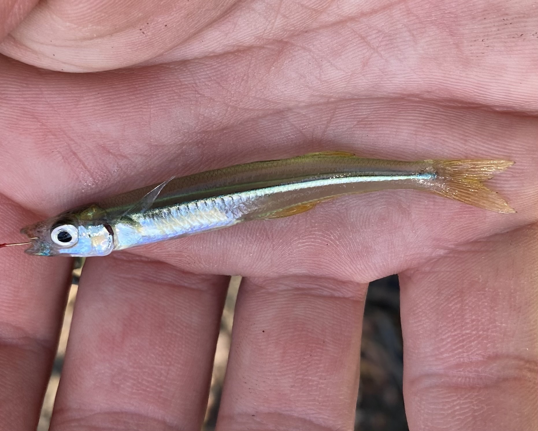 Labidesthes vanhyningi Bean & Reid, 1930