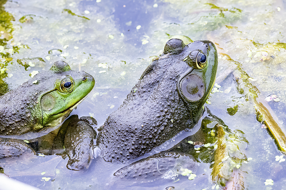 American Bullfrog from Noble County, OH, USA on July 05, 2022 at 04:46 ...