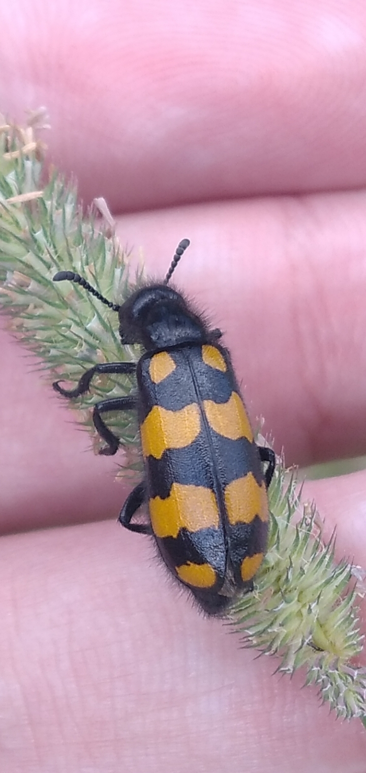 Hycleus polymorphus (Pallas, 1771)