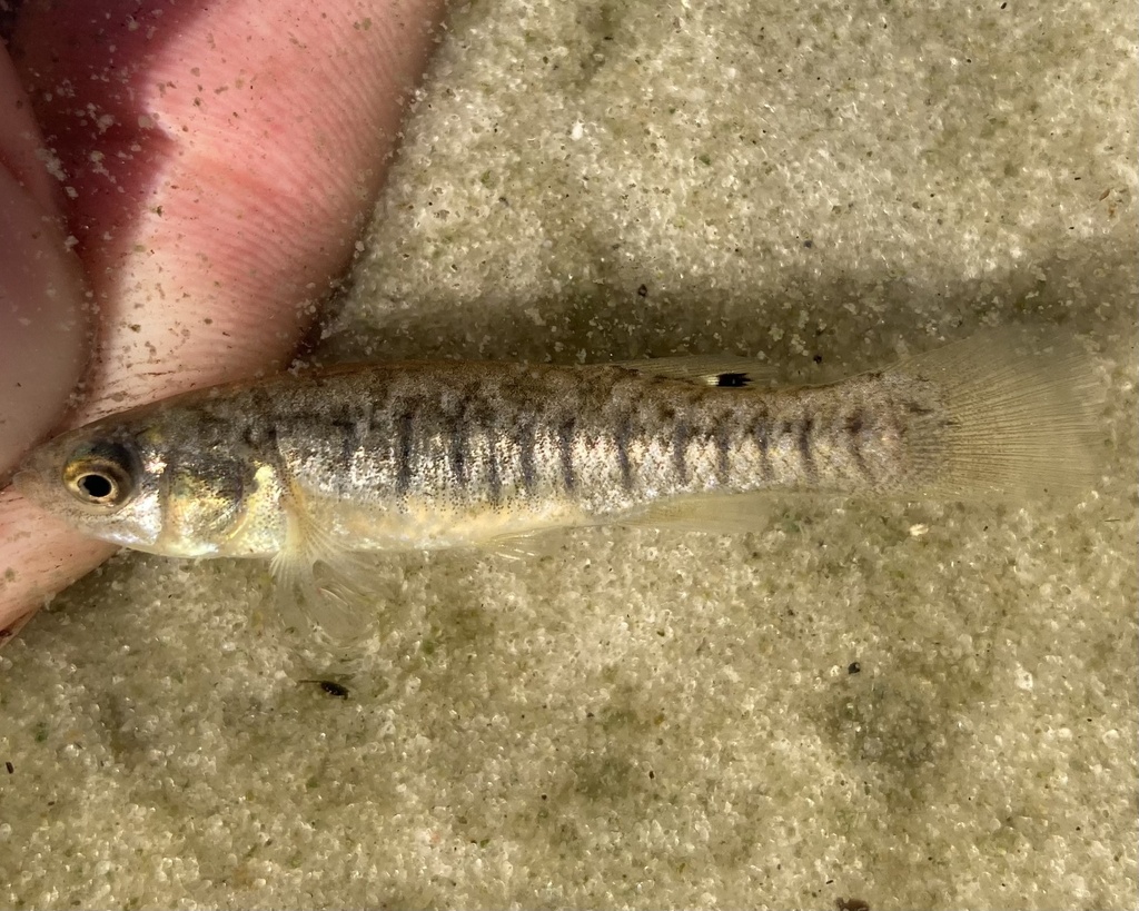 Marsh Killifish (Fundulus confluentus) - Marine Life Identification