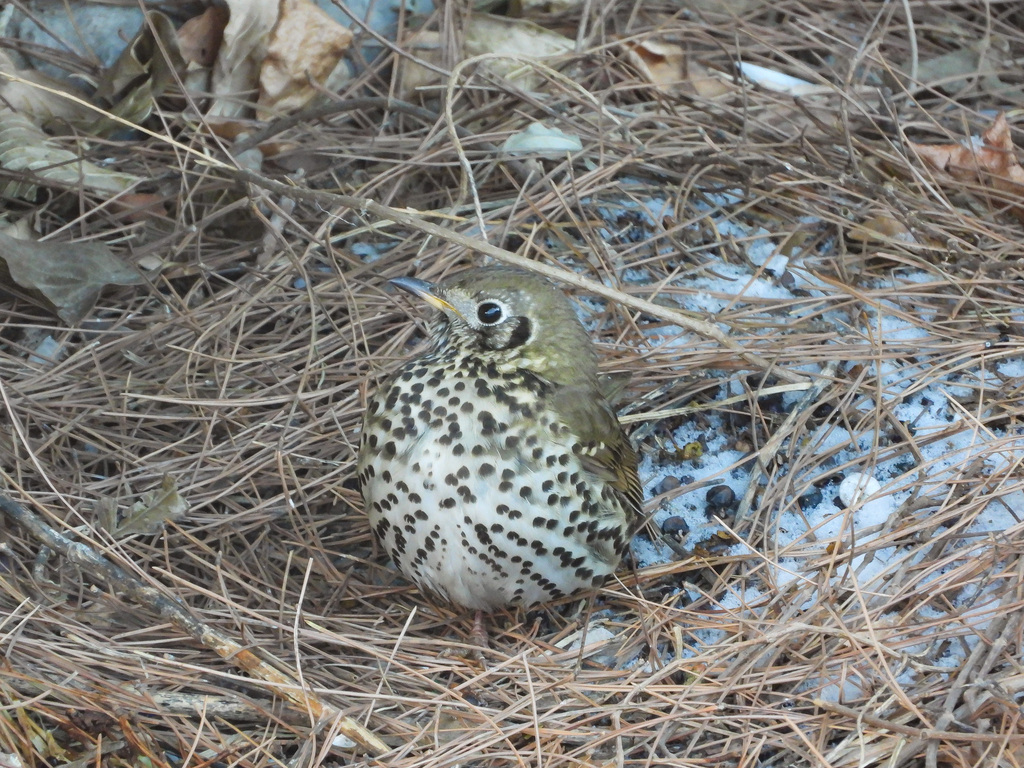 Chinese Thrush from 中国北京市西城区西安门 on February 14, 2022 at 11:06 AM by ...