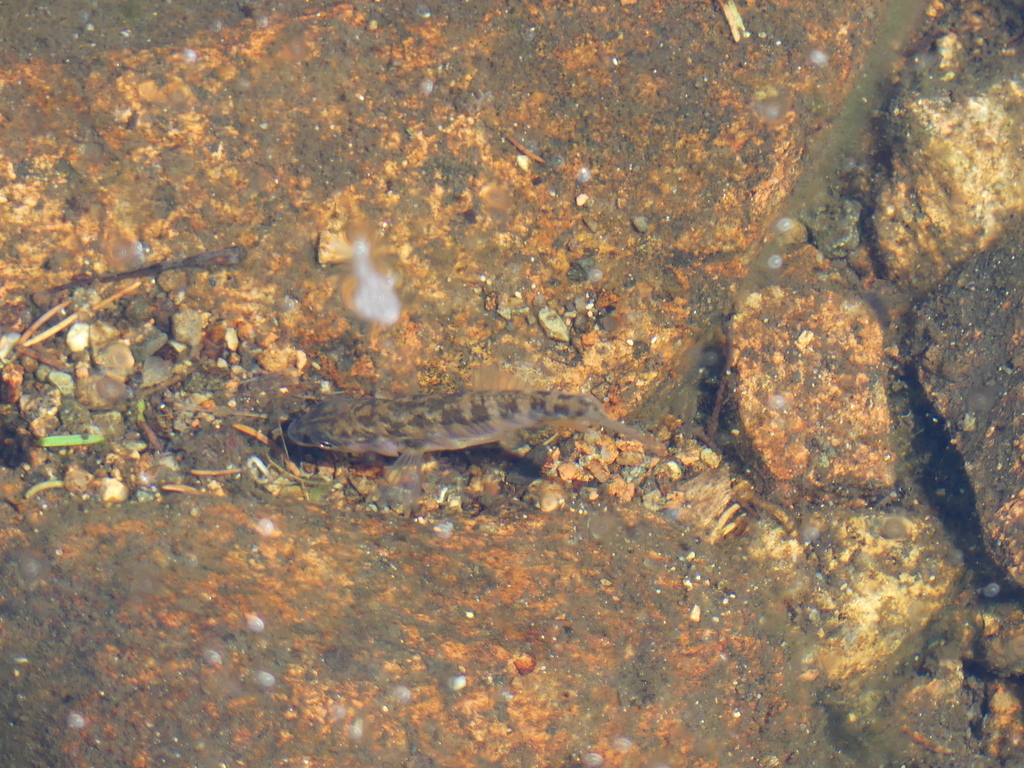 Threespine Stickleback from Mt Desert, ME, USA on July 9, 2018 at 09:35 ...